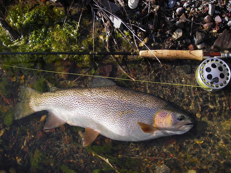 River Midge Fishing Tactics - Part 2 | Fish Swami